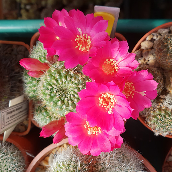 Rebutia violaciflora var. knuthiana – National Collection of Aylostera ...
